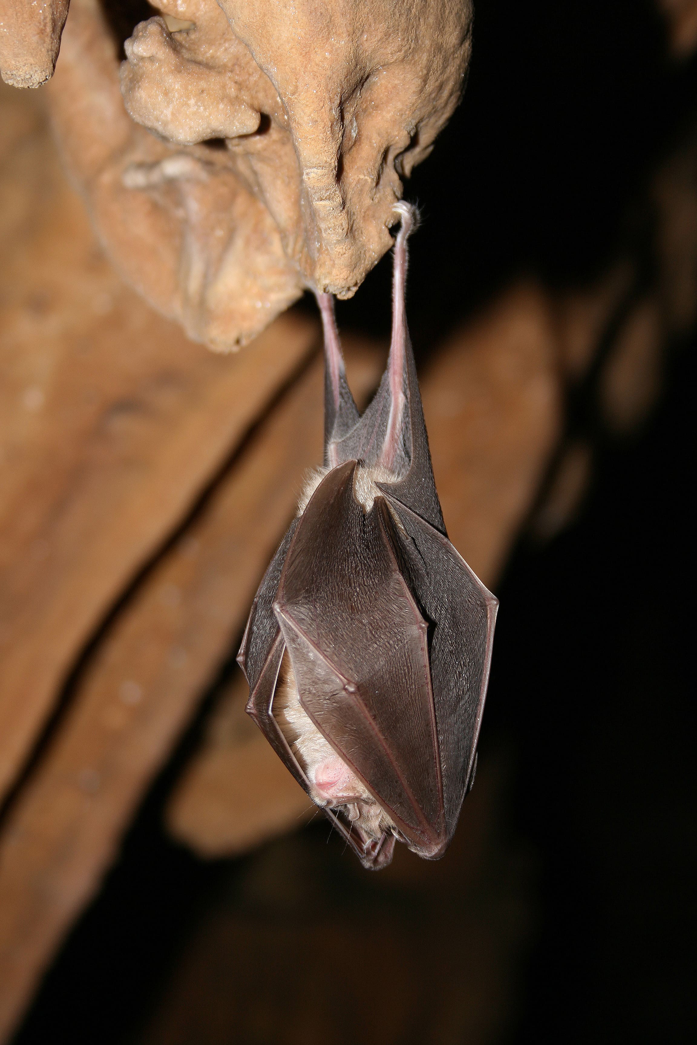 Nuit de la Chauve-Souris | Gée Aude